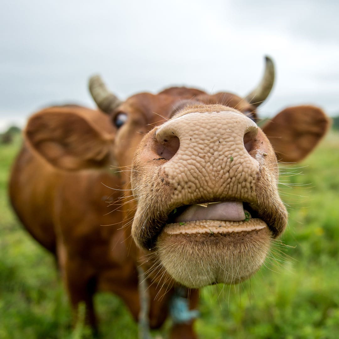 Farm and Ranch Insurance - Musty-Barnhart Agency